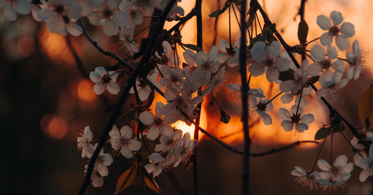 Check the USDA’s New Plant Hardiness Zone Map Before Gardening| PBS ...